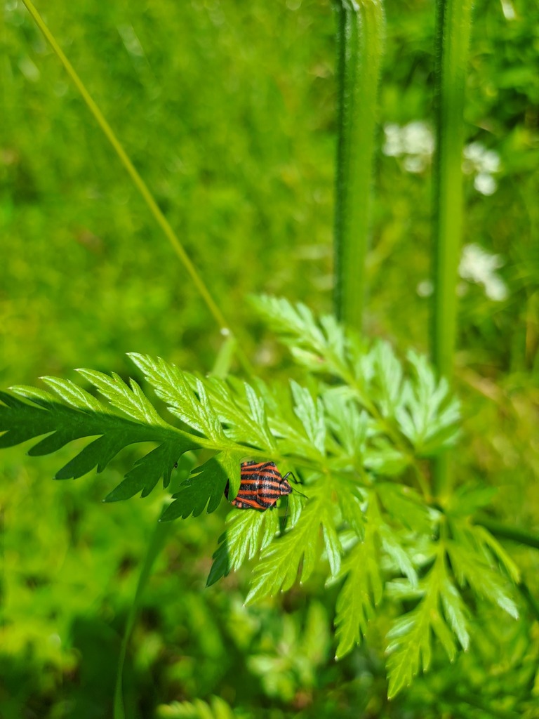 Continental Striped Shield Bug in May 2023 by lanius_collurio_95 ...