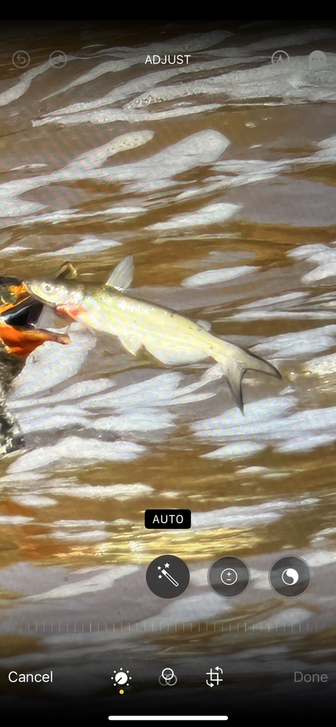 Channel Catfish from B Everett Jordan Lake, Pittsboro, NC, US on June 1 ...