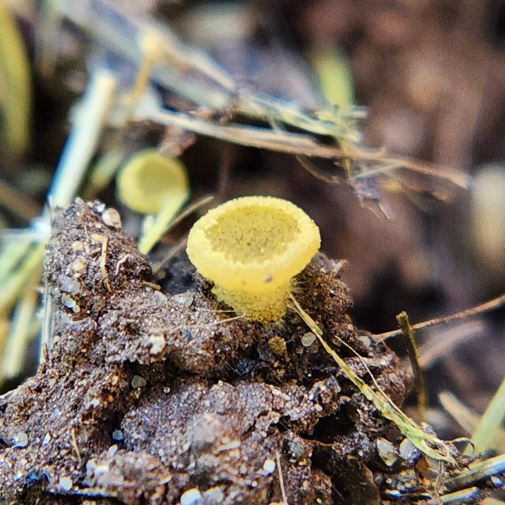 Ascobolus from Clinton, WA 98236, USA on May 31, 2023 at 04:47 PM by ...