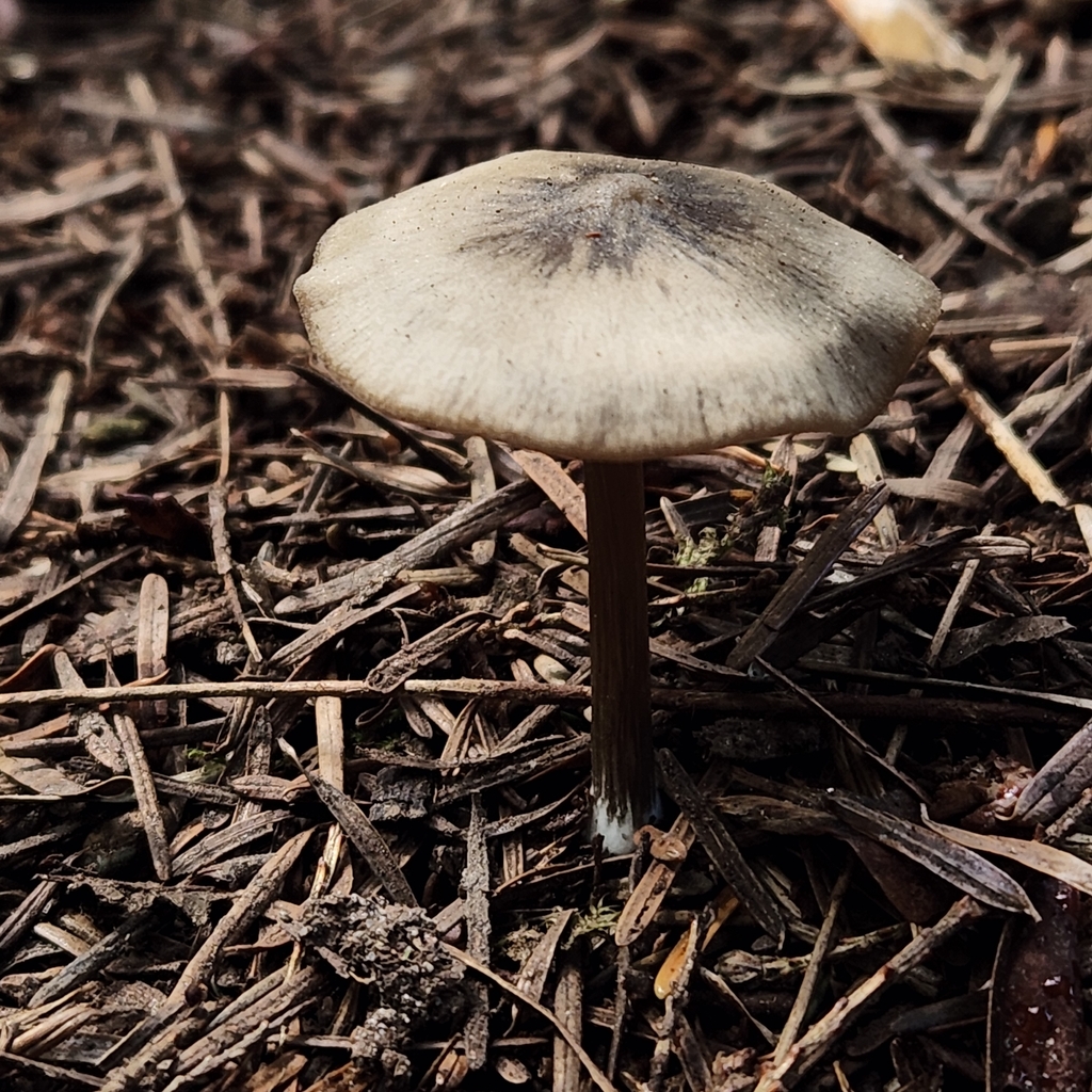 Pinkgills from Clinton, WA 98236, USA on May 30, 2023 at 04:16 PM by ...