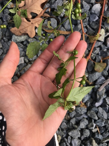 Observations by emmarb · iNaturalist