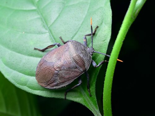 Coridius nigriventris · iNaturalist United Kingdom