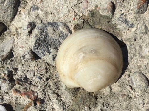 无齿蛤属 (Anodontia)