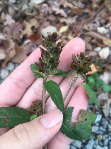 Observations by emmarb · iNaturalist