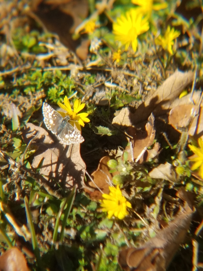 Common Checkered-Skipper and Allies from Crowley, TX 76036, USA on ...