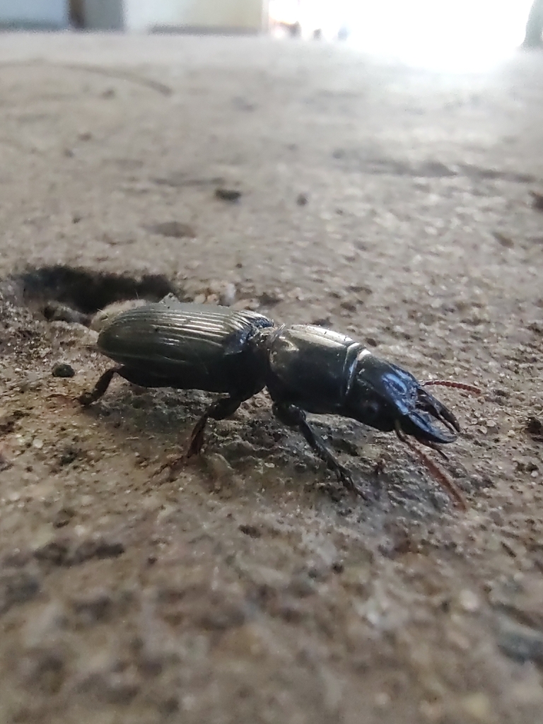 Big-headed Ground Beetle from Swan Creek Township, MI, USA on June 1 ...