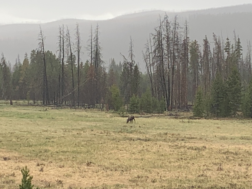 Moose from Rocky Mountain National Park, Granby, CO, US on June 1, 2023 ...