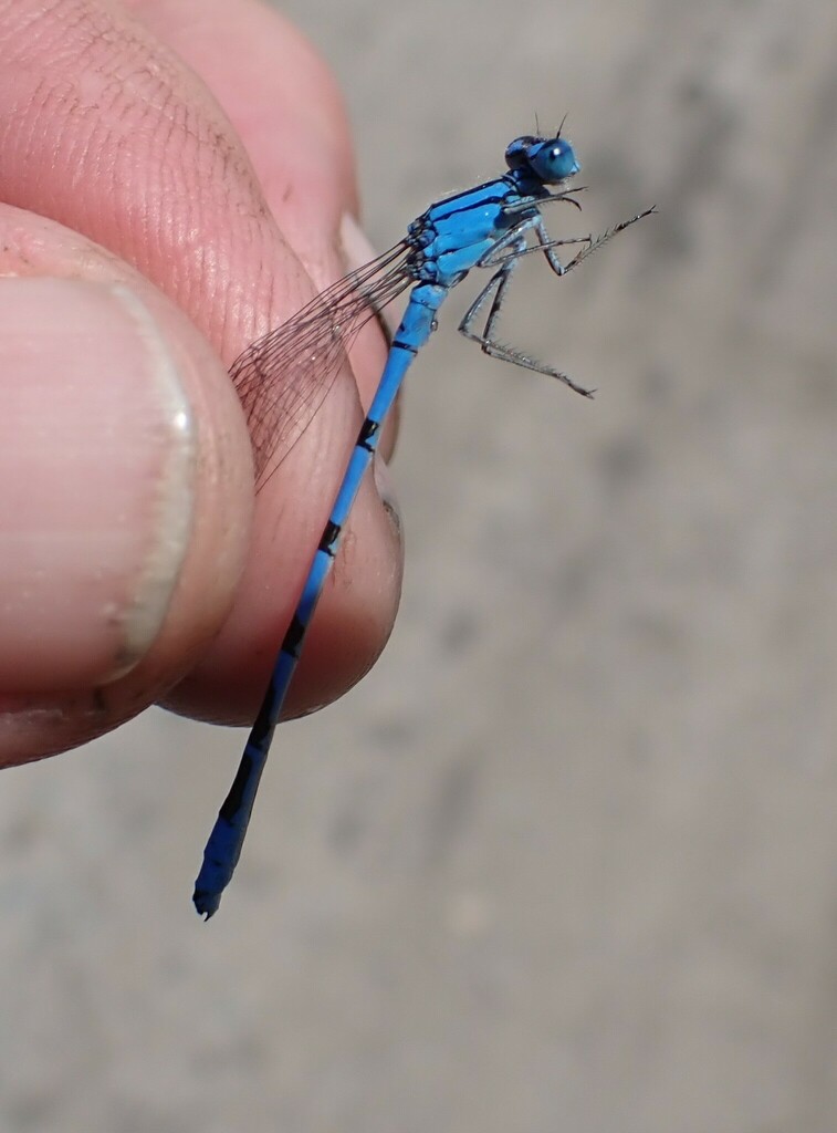 Bluets from Godmanchester, QC J0S, Canada on June 1, 2023 at 10:34 AM ...