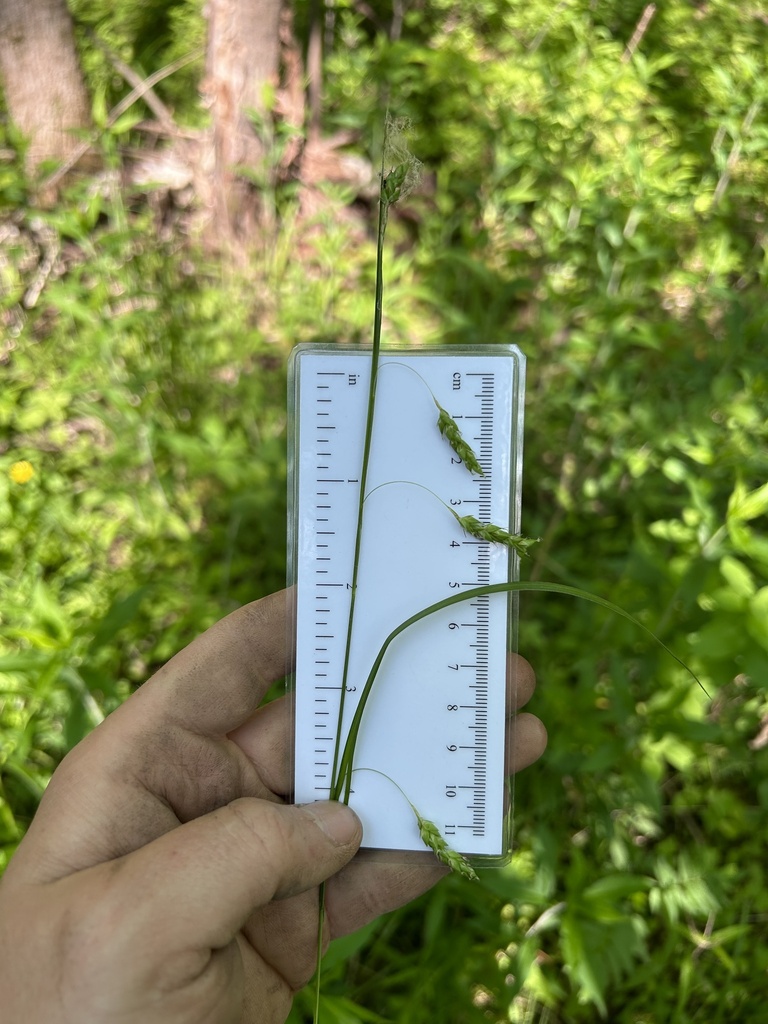 handsome sedge in June 2023 by Taylor Sturm. Apparent male scales at ...