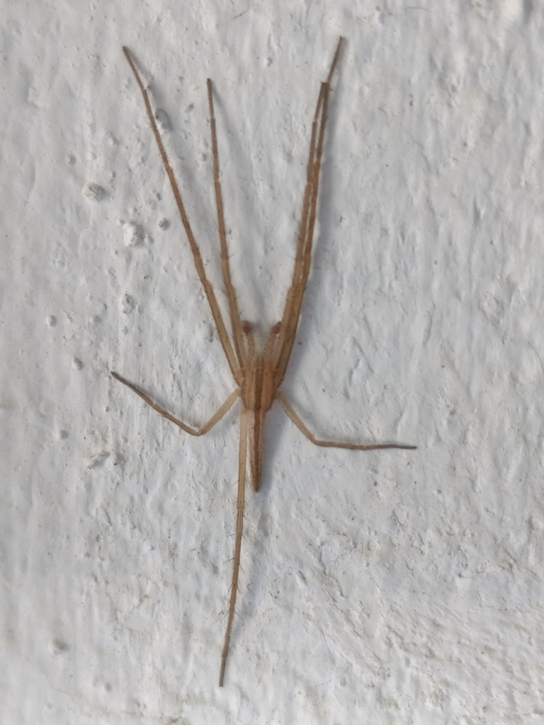 Slender Crab Spiders from Area sin Asignacion de Nombre de Colonia ...