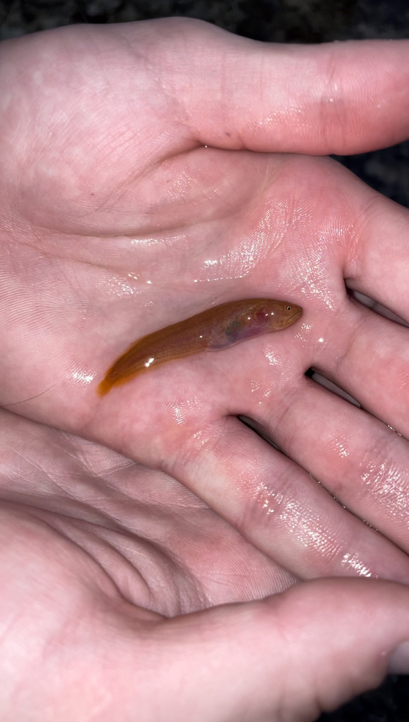 Redfin Brotula from Gulf of Mexico, FL, US on June 1, 2023 at 08:19 PM ...