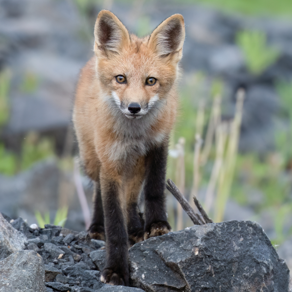 Eastern American Red Fox in June 2023 by Jessica · iNaturalist