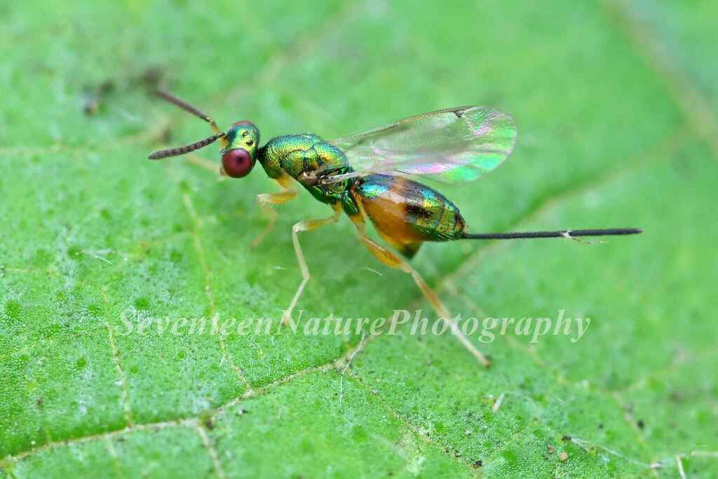 Torymidae from 中国江苏省南京市玄武区 on June 1, 2023 at 12:11 PM by 石柒 · iNaturalist