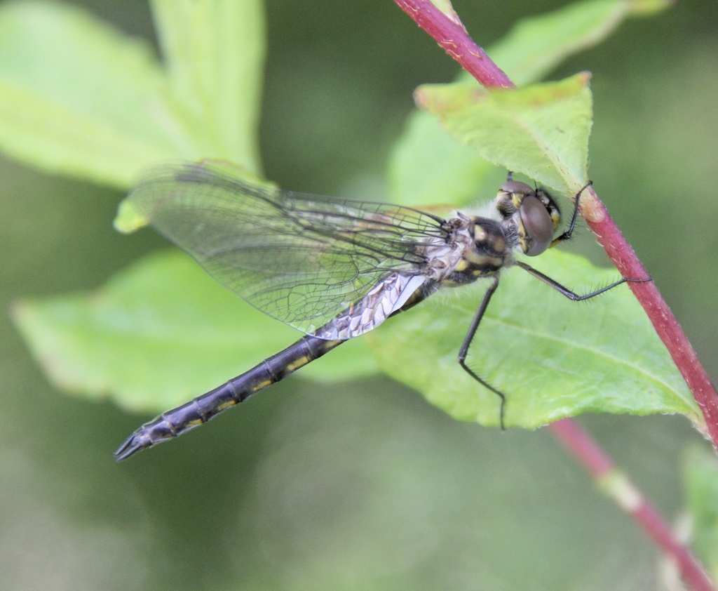 Common Baskettail from Malaga Lake, Franklinville, NJ, US on May 31 ...