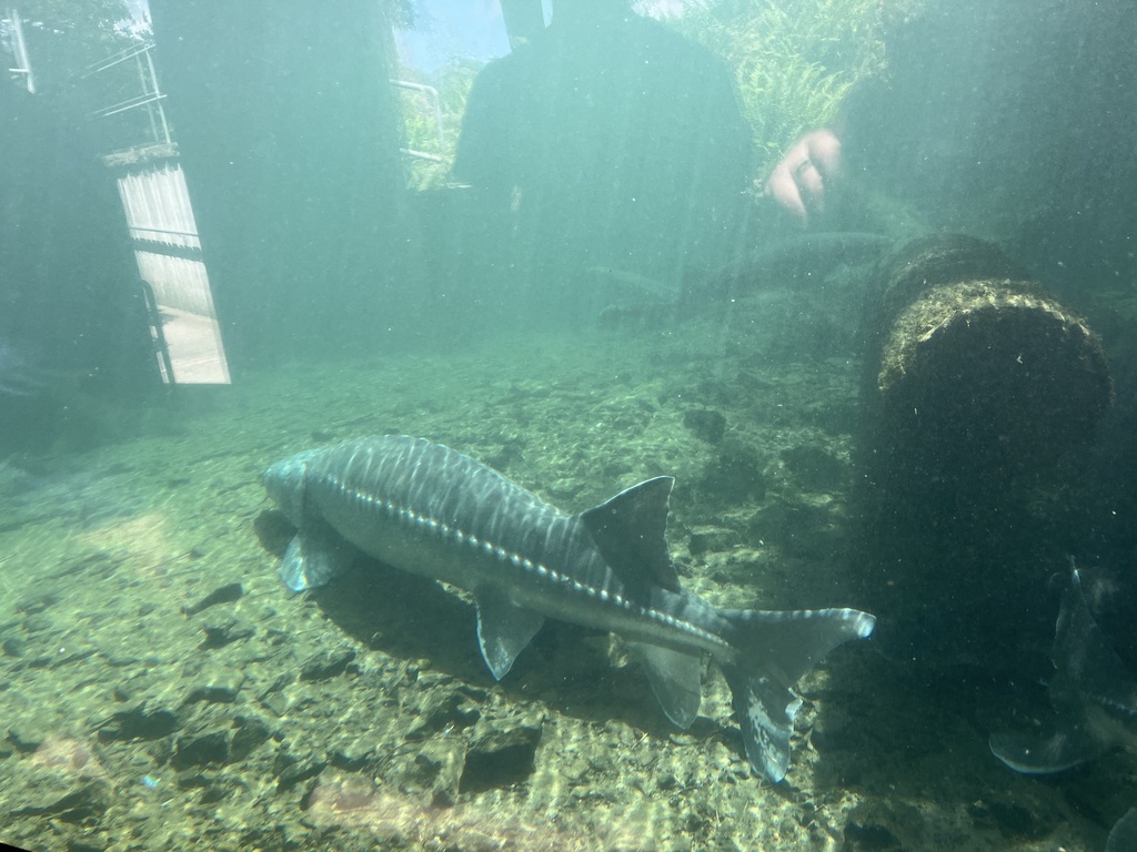 White Sturgeon from Columbia River Gorge National Scenic Area, Cascade ...