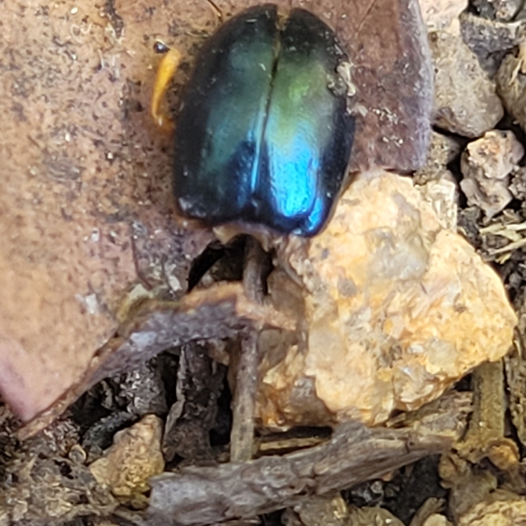 Beetles from Armand Way at Alma Bay, Arcadia QLD 4819, Australia on May ...
