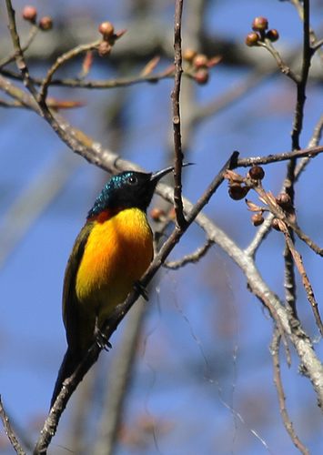 Subspecies Aethopyga nipalensis nipalensis · iNaturalist