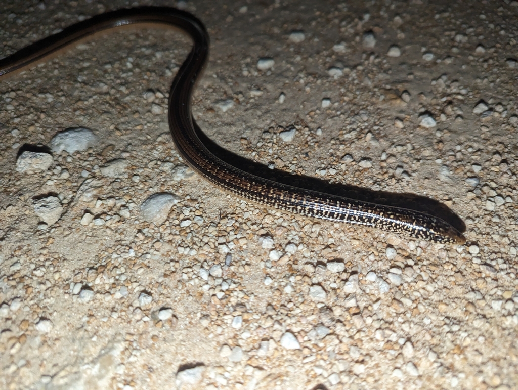 Island Glass Lizard from Big Cypress, FL, USA on June 1, 2023 at 08:48 ...