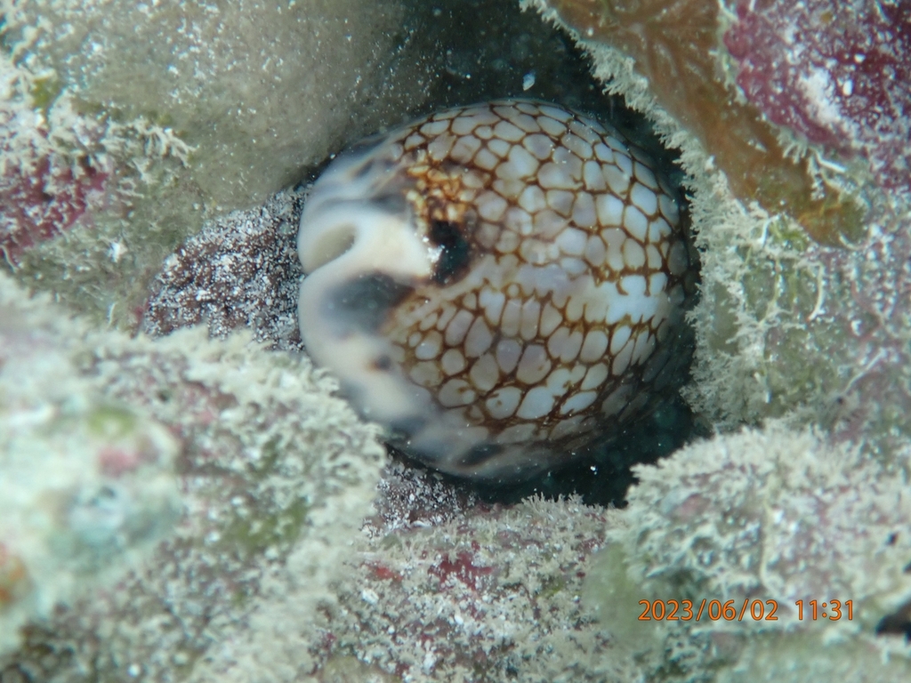 Mauritia histrio in June 2023 by Amir Rasheed · iNaturalist