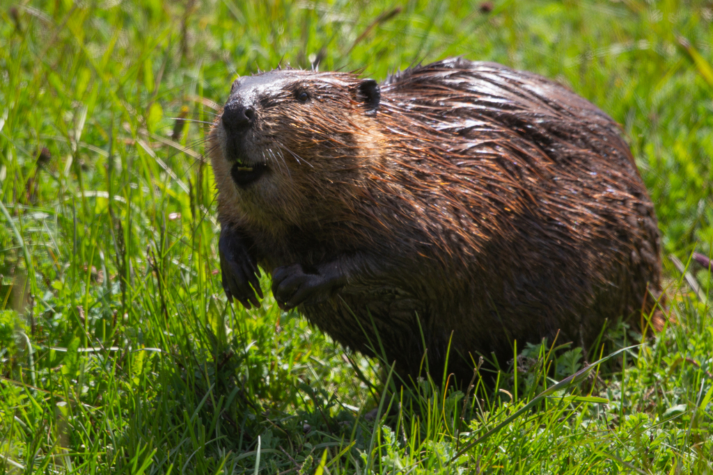 American Beaver from Y-85, Timaukel, Magallanes y la Antártica Chilena ...