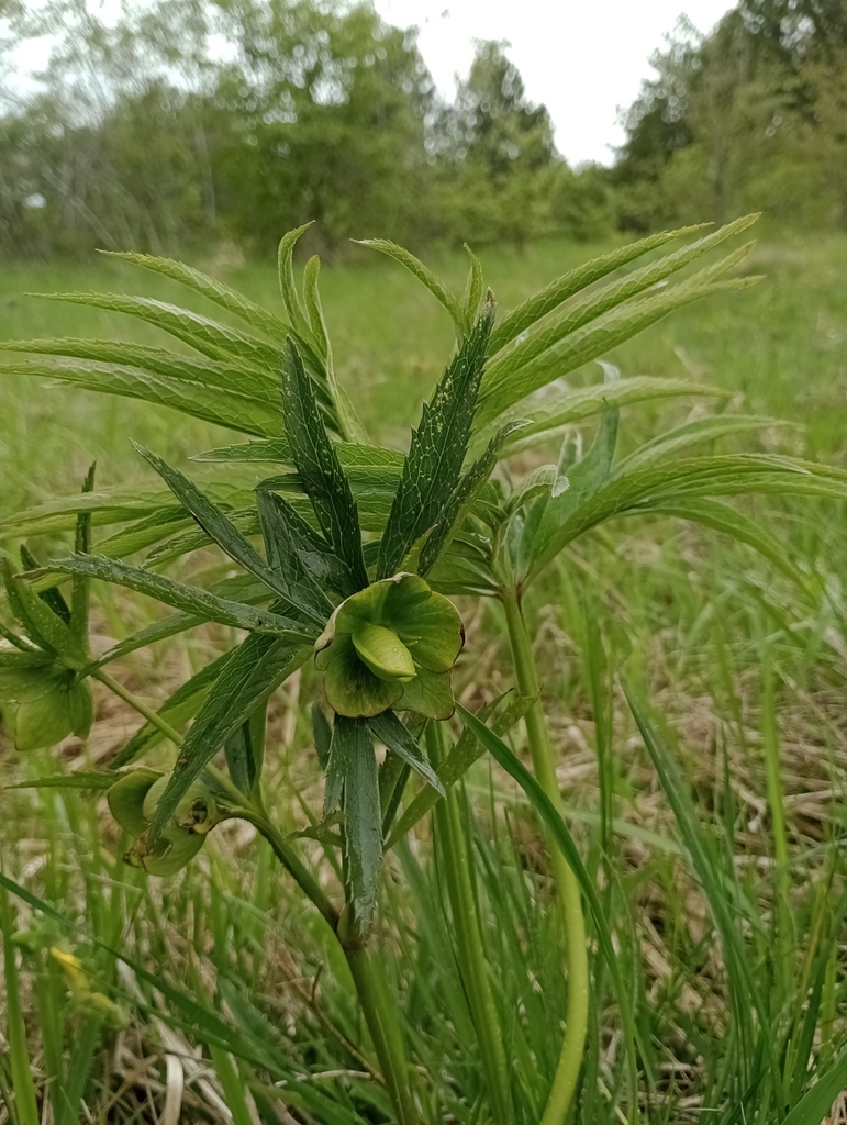 Helleborus multifidus in May 2023 by wojtest · iNaturalist