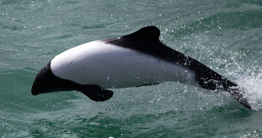 Commerson's Dolphin in December 2019 by Jono Dashper · iNaturalist