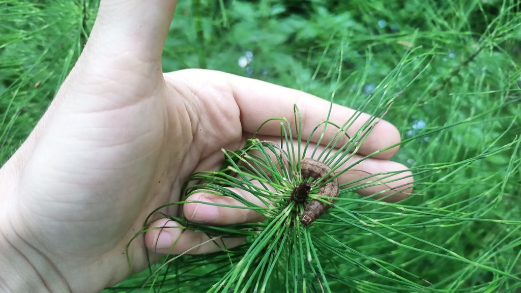 great horsetail from Municipality of Bogdanci, North Macedonia on June ...