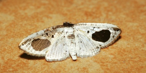 Genus Calindoea · iNaturalist