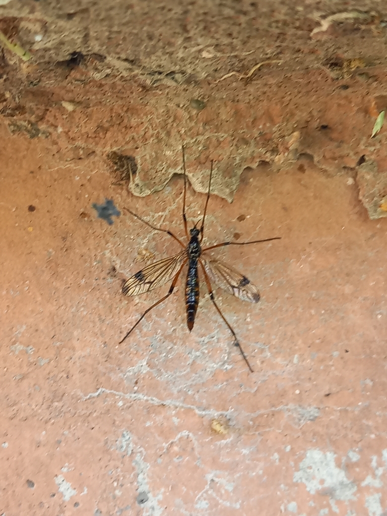 Ptychoptera from Marijampolės, LT-MA, LT on June 2, 2023 at 01:31 PM by ...
