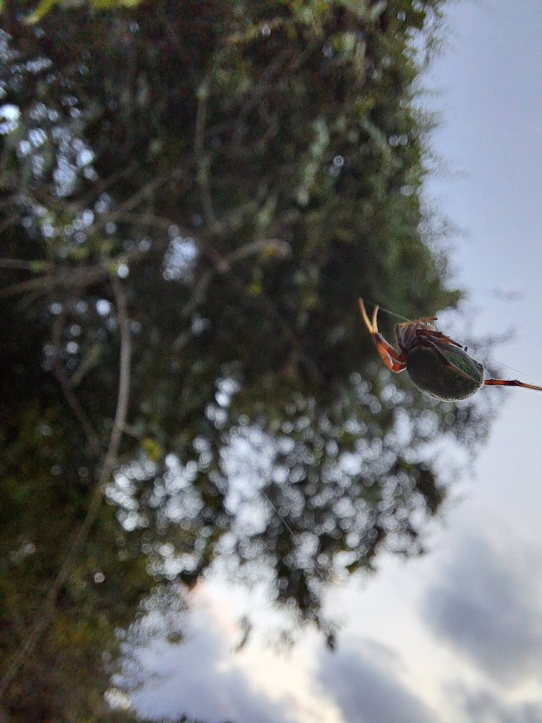 Green-pea Spider from Kruger Park, South Africa on May 20, 2023 at 05: ...
