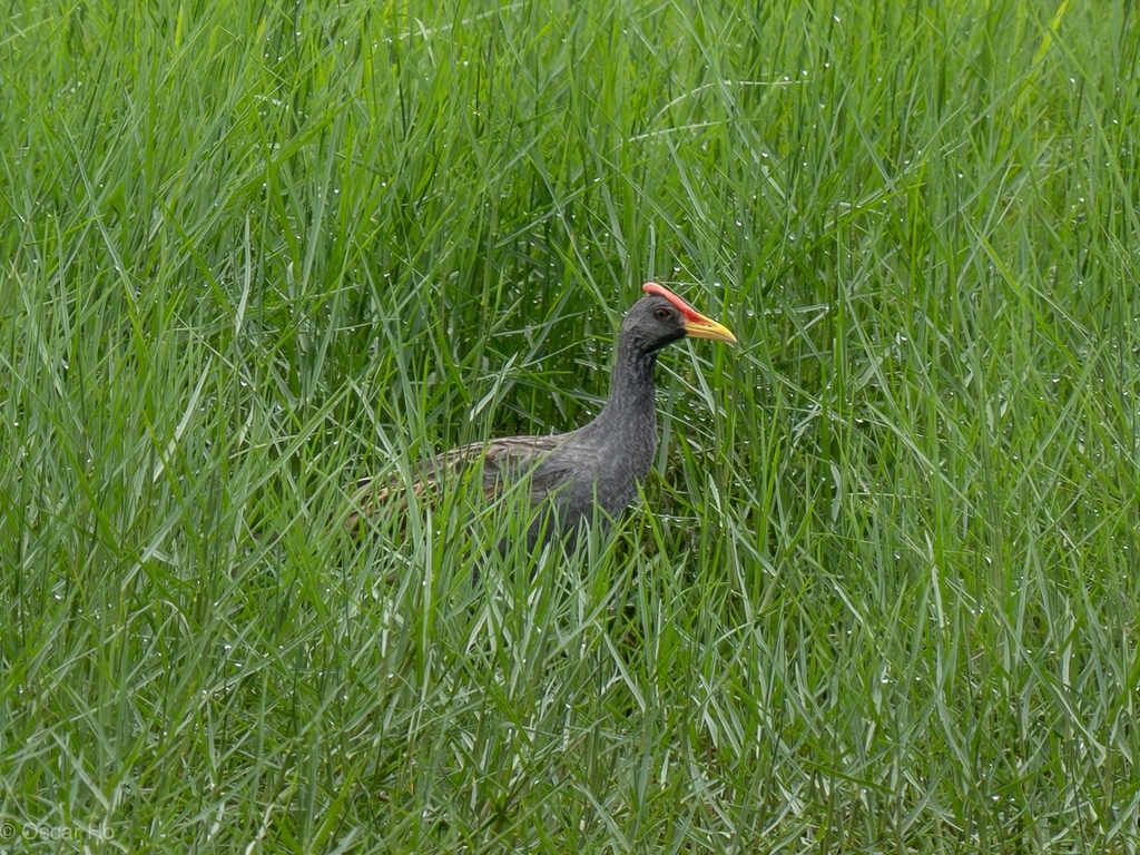 Watercock in June 2023 by Oscar Ho · iNaturalist