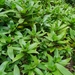 False Bromeliad Plant (Callisia fragrans) · iNaturalist