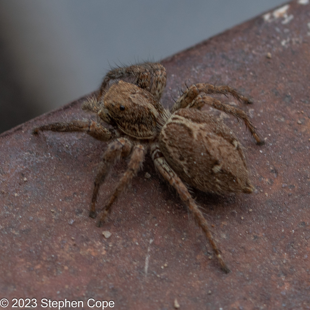 Pantropical Jumping Spider from 04815 Almanzora, Almería, Spain on ...