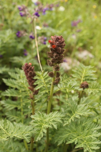 Biebersteinia orphanidis · iNaturalist