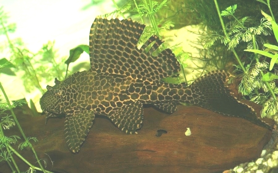 Highfin Spotted Plecostomus from 3994 Houten, Nederland on May 1, 2012 ...