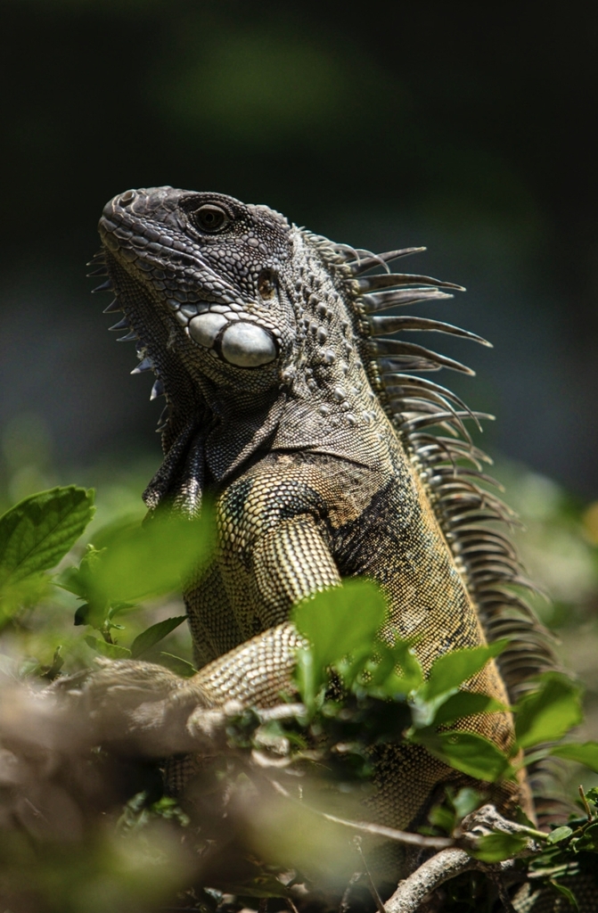 Green Iguana from Capurgana on May 18, 2023 by Alejandro Pabon ...