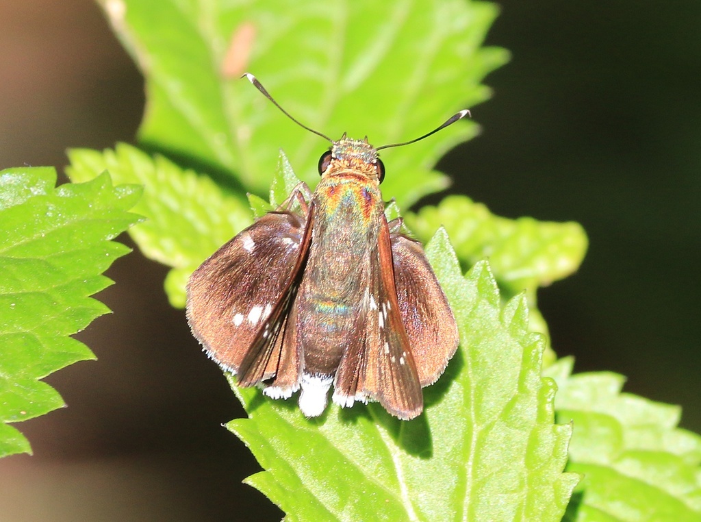 White-tail hopper from Orrie Baragwanath Pass, South Africa on June 2 ...