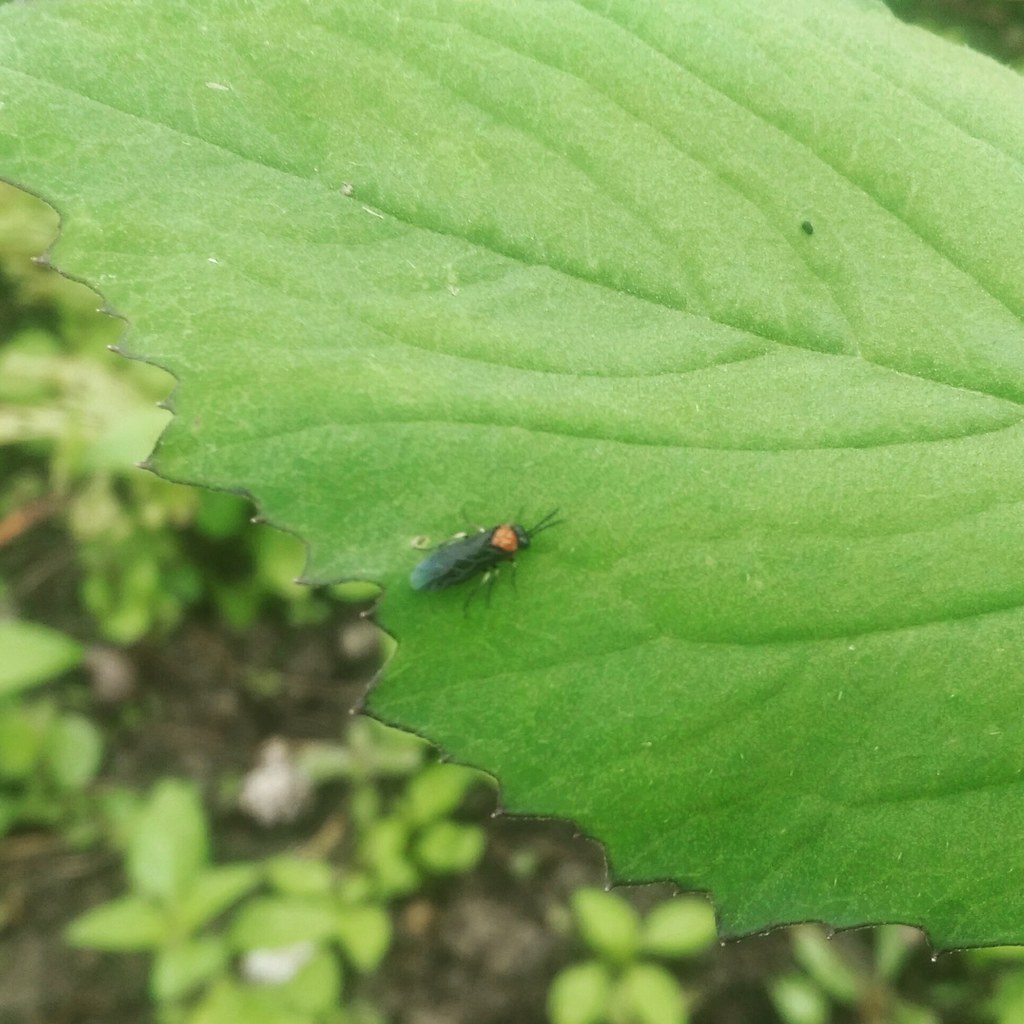 Common Sawflies from No. 13, Lane 127, Section 1, Xiande Road, Yuanshan ...