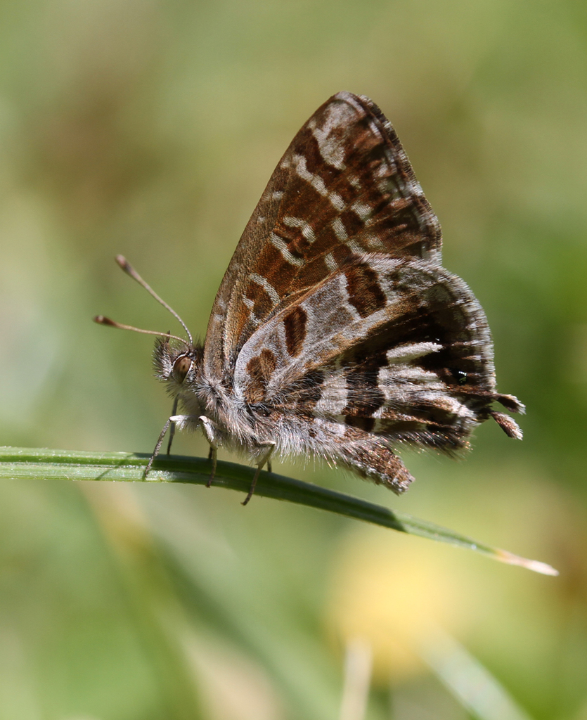 Cacyreus fracta ghimirra from Southern Nations Nationalities and People ...