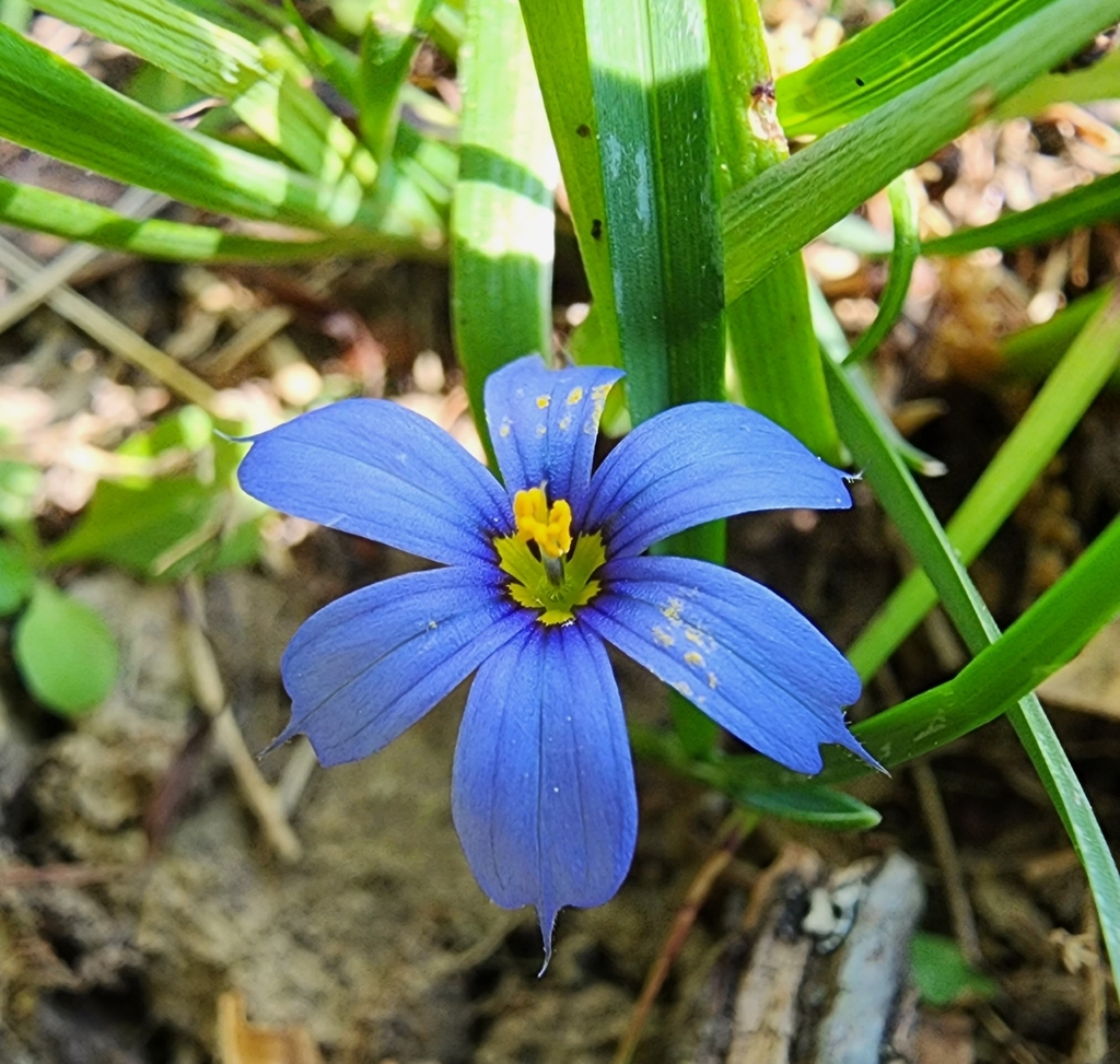 blue-eyed grasses from Monongalia County, US-WV, US on June 2, 2023 at ...