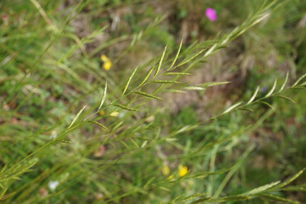 Tor-grass from 24027 Trevasco San Vito BG, Italia on May 4, 2023 at 10: ...