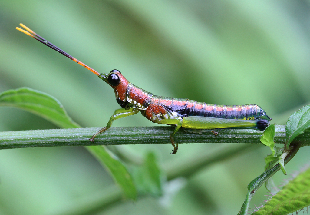Rakwana ornata from Southern, Sri Lanka on August 25, 2012 at 09:29 AM ...