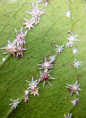 stellate scale insect (Vinsonia stellifera) · iNaturalist