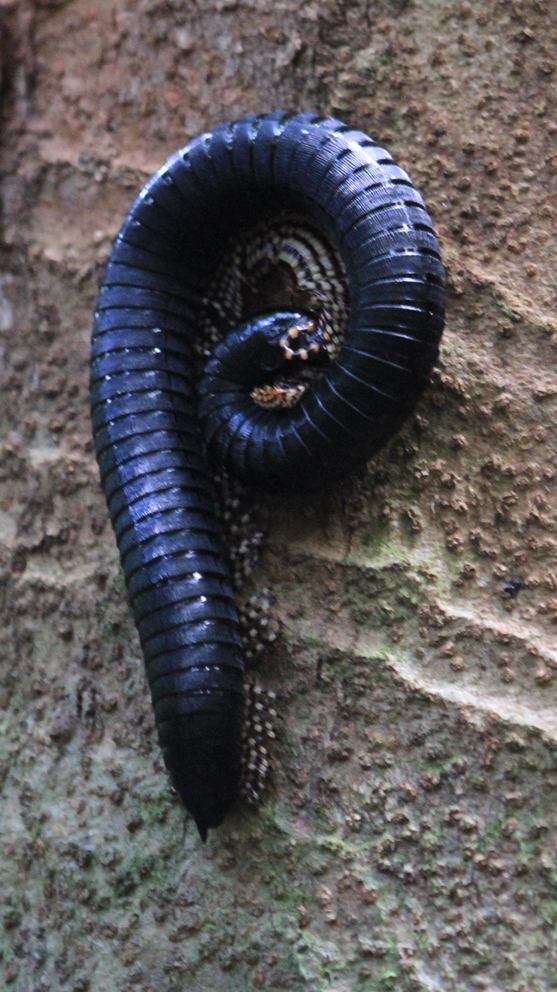 Spineplate Millipedes from Kitulgala, Sabaragamuwa, Sri Lanka on August ...