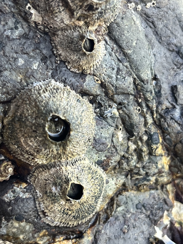 Barnacles and Copepods from Coral Sea, Slade Point, QLD, AU on June 01 ...