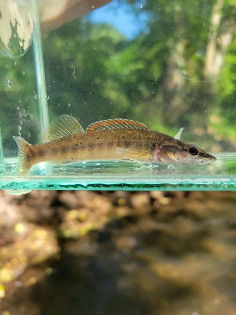 Sharpnose Darter from Little Kanawha River, Burnsville, WV, US on June ...