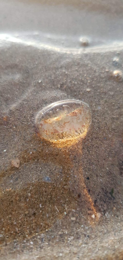 Something from Coral Sea, Slade Point, QLD, AU on June 03, 2023 at 11: ...