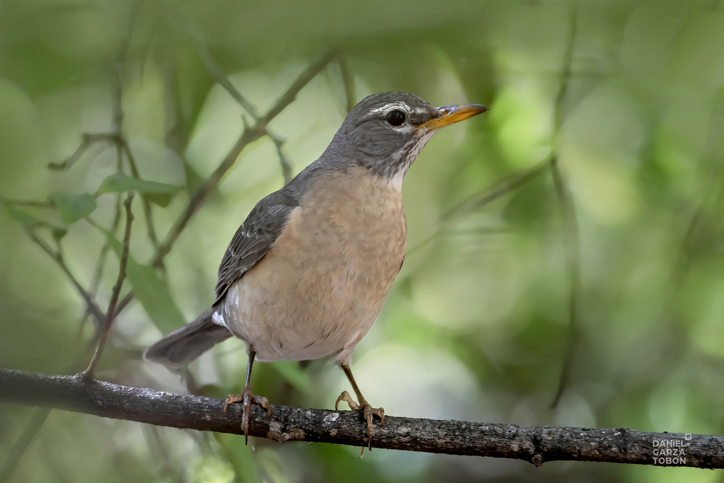 San Lucas Robin from Sierra La Laguna, 23304 B.C.S., México on May 28 ...