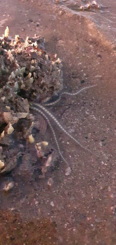 Something from Coral Sea, Slade Point, QLD, AU on June 03, 2023 at 11: ...