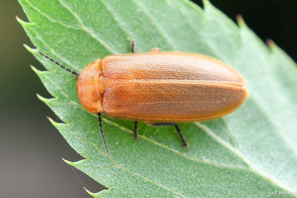 Aquatica leii from 长兴县, 湖州市, 浙江省, CN on June 02, 2023 at 12:31 PM by 决明 · iNaturalist
